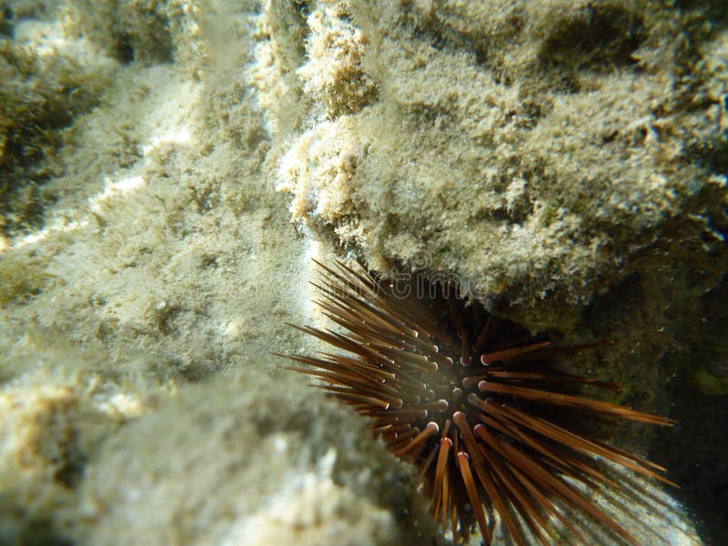 Seeigel, Mesocentrotus Franciscanus, Red Sea Urchin Stock Image - Image ...