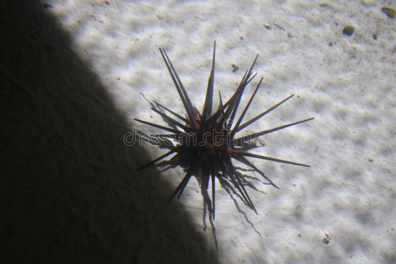 Seeigel stockfoto. Bild von tief, schwarzes, meer, marinesoldat - 147927394