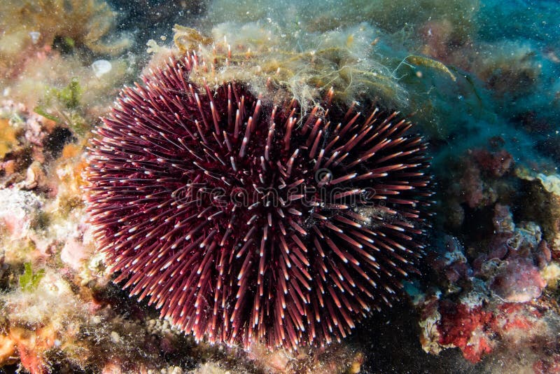 Seeigel stockfoto. Bild von nave, reise, schwarzes, feiertag - 36083198