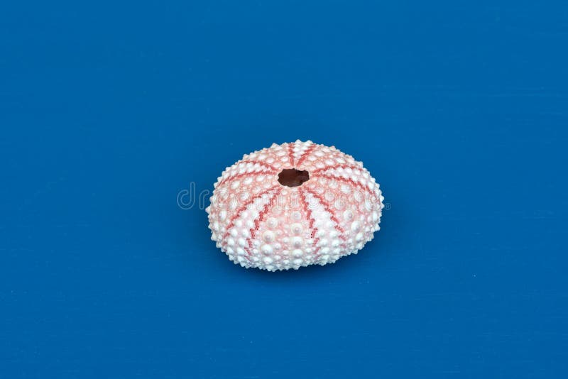 Seeigelskelett stockfoto. Bild von skelett, hintergrund - 68855972