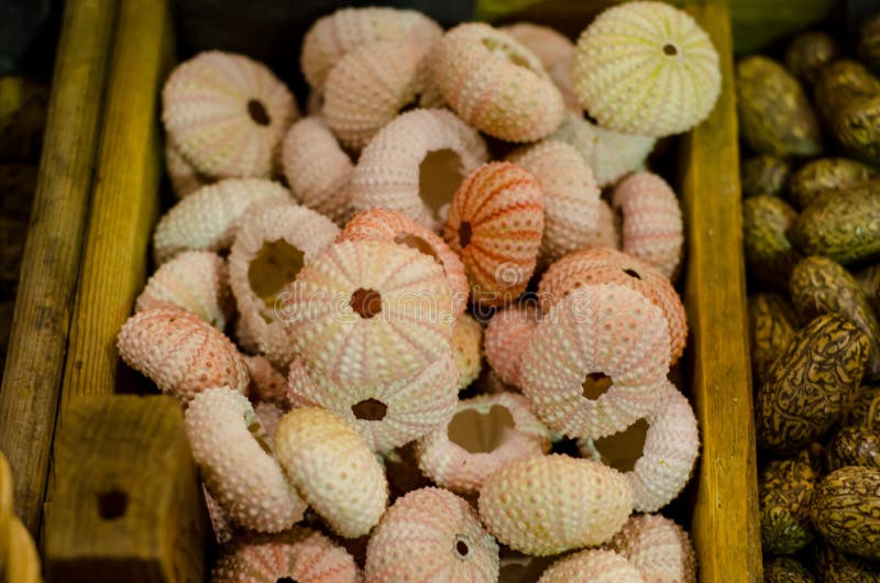 Seeigelskelett stockfoto. Bild von skelett, hintergrund - 68855972