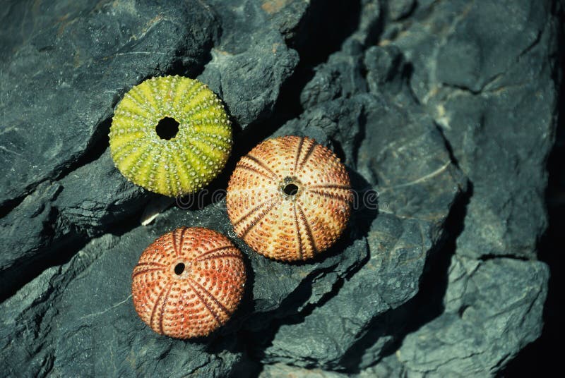 Skelette von Seeigeln 3 stockbild. Bild von seeigeln - 14500553