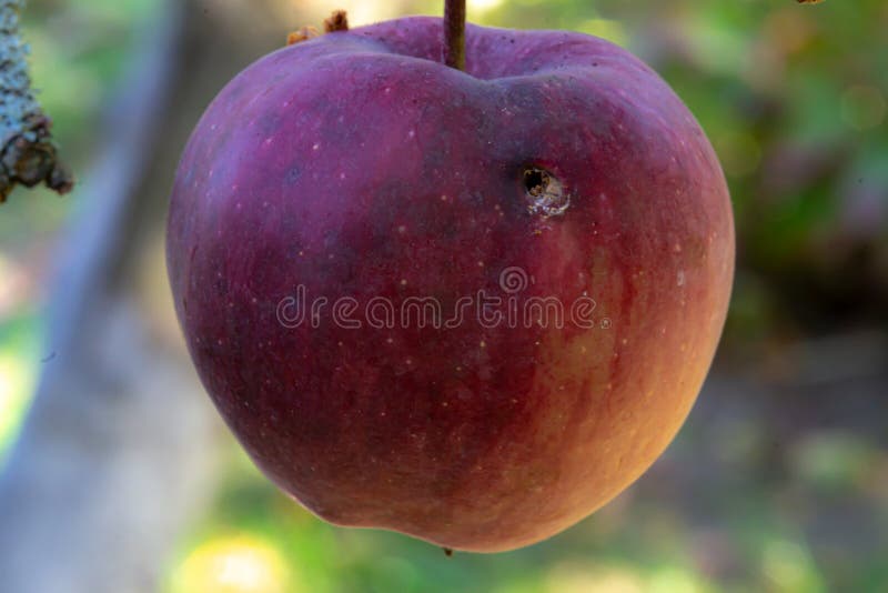 A wormy, unsprayed apple stock image. Image of spray - 203315857