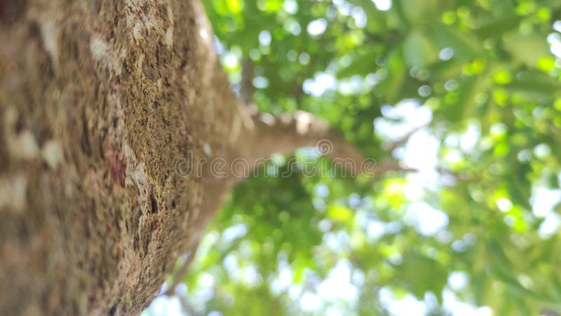Seeing a Big Tree from the Bottom There is a Beauty in Itself Stock ...
