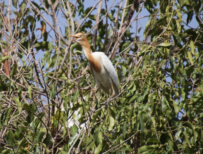 Seeing the Heron Bird, it Sat on the Branch of the Tree Stock Photo ...