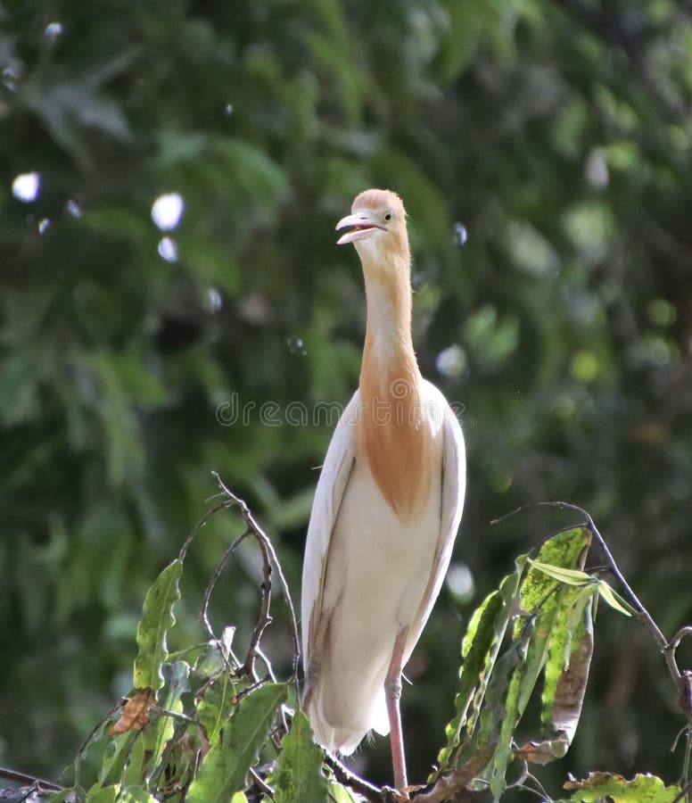 Seeing the Heron Bird, it Sat on the Branch of the Tree Stock Photo ...