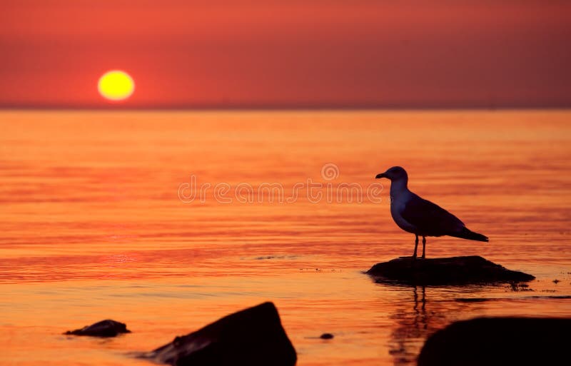 Seeing off the sun stock image. Image of caucasus, calmness - 13546439