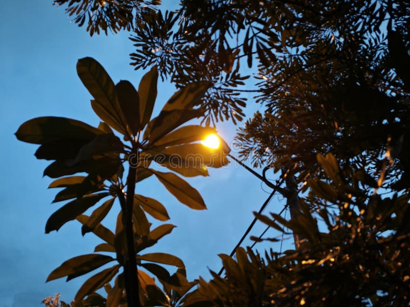 Seeing Streetlight through the Tree Branches and Leaves at Night with ...