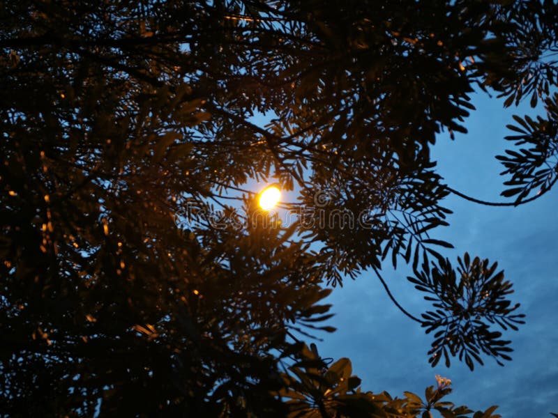 Seeing Streetlight through the Tree Branches and Leaves at Night with ...