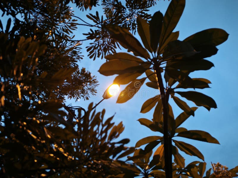 Seeing Streetlight through the Tree Branches and Leaves at Night with ...