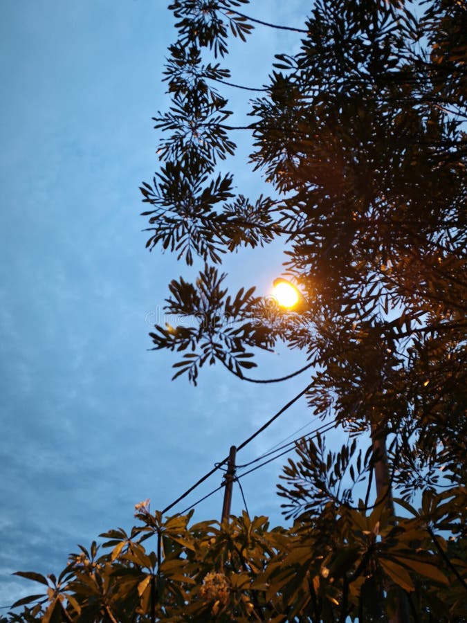 Seeing Streetlight through the Tree Branches and Leaves at Night with ...
