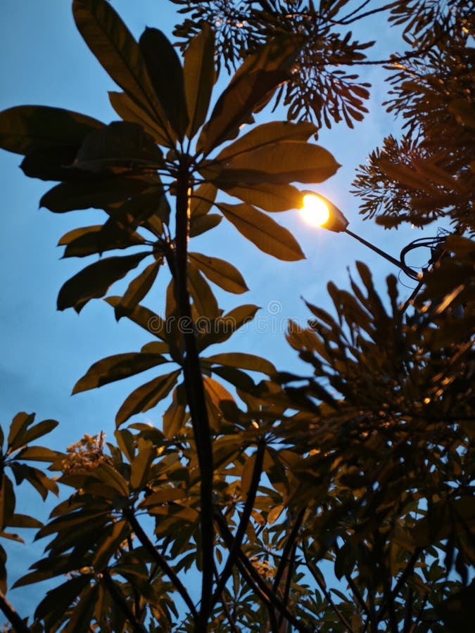 Seeing Streetlight through the Tree Branches and Leaves at Night with ...