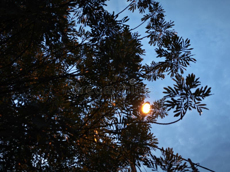 Seeing Streetlight through the Tree Branches and Leaves at Night with ...