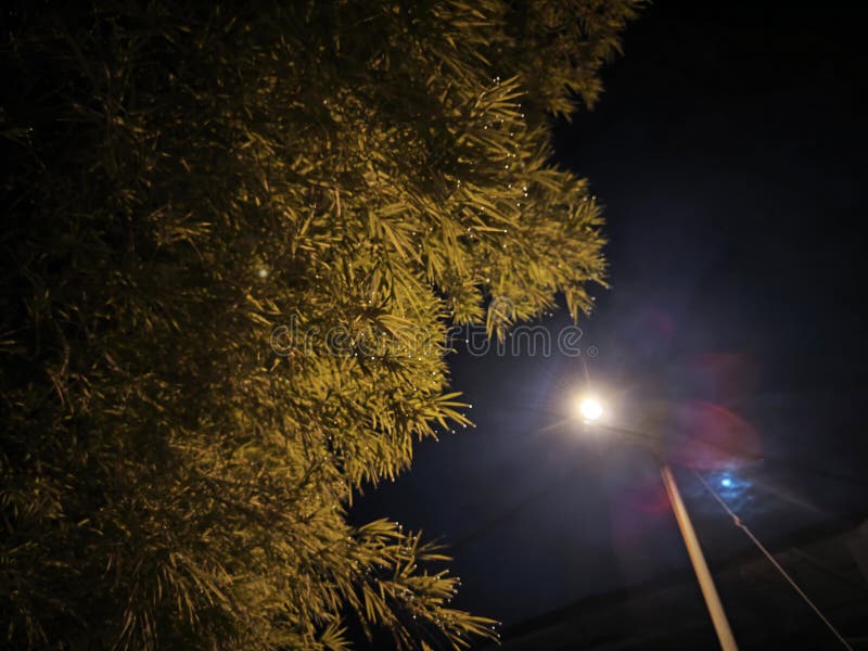 Seeing Streetlight through the Tree Branches and Leaves at Night with ...