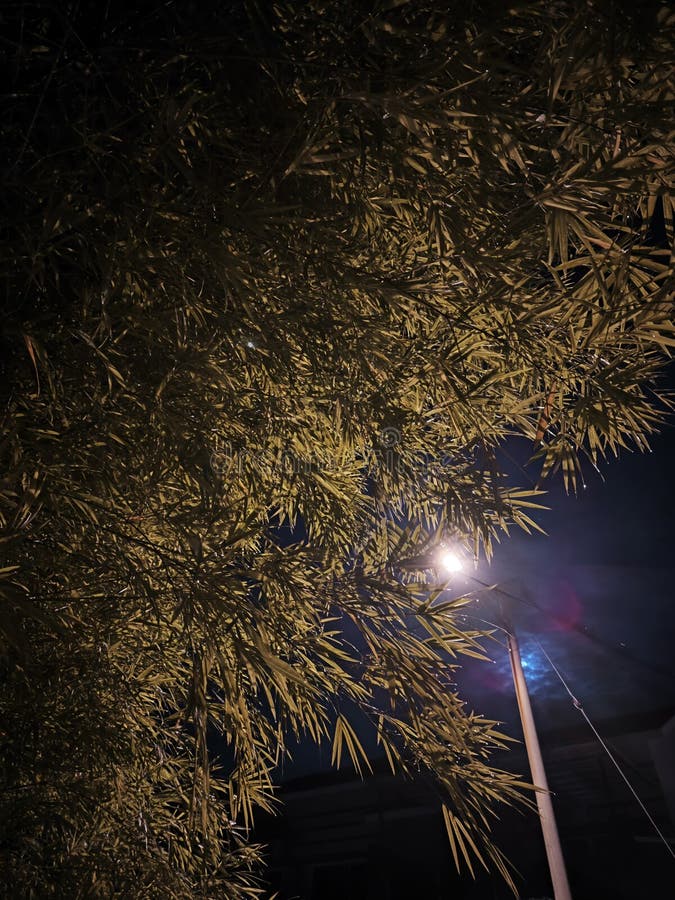 Seeing Streetlight through the Tree Branches and Leaves at Night with ...