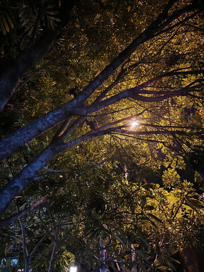Seeing Streetlight through the Tree Branches and Leaves at Night with ...