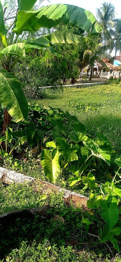 Seeing Taro Trees Living Side by Side Everywhere is Truly a Sight for ...