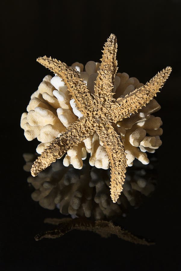 Versteinerter Seestern stockfoto. Bild von seestern, versteinerter ...