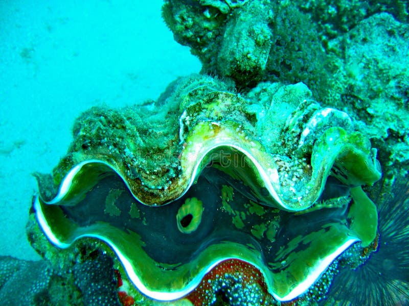 Seelebens- Riesenmuscheln stockbild. Bild von nave, ägypten - 43606623