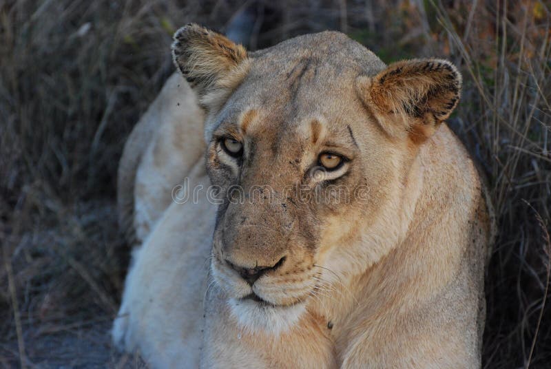 A lioness looking at us stock photo. Image of africa - 100287128