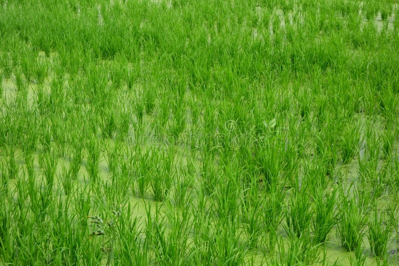 The Rice is Blown by the Wind Stock Photo - Image of nature, grow ...