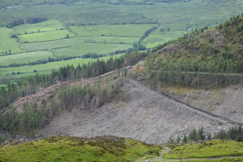 Inviting Hillside with Plantation and Wall Stock Image - Image of amlyd ...