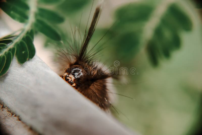 Seen from the Front of the Caterpillar& X27;s Face Looking at the ...