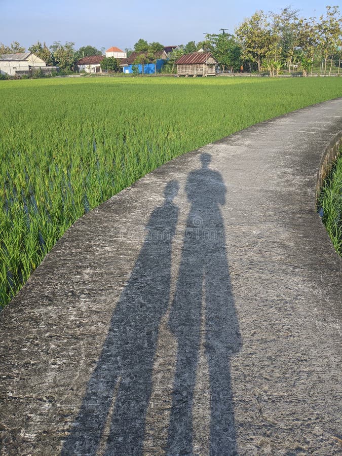 Seen the Shadows of Two People in a Rice Field Stock Photo - Image of ...