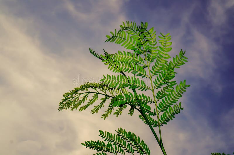 Cute Chinese Pete Leaves Stock Photos - Free & Royalty-Free Stock ...