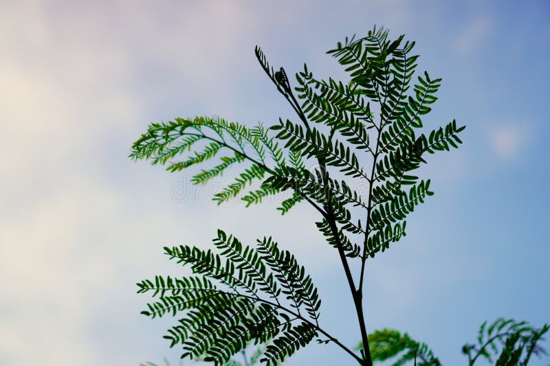 Cute Chinese Pete Leaves Stock Photos - Free & Royalty-Free Stock ...
