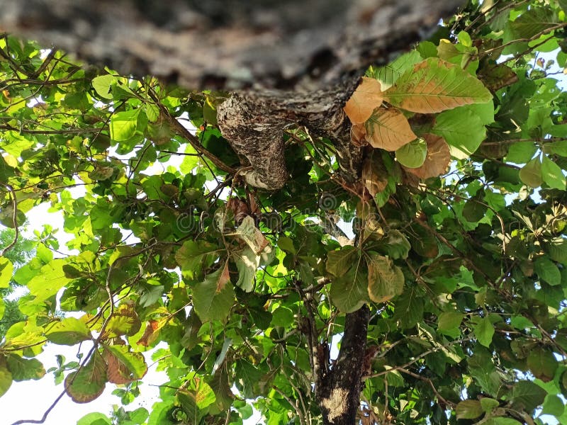 Seen from Under the Tree Trunk, a Beautiful View Appears, There are ...