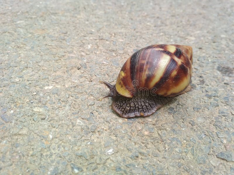 Seepi Stock Photos - Free & Royalty-Free Stock Photos from Dreamstime