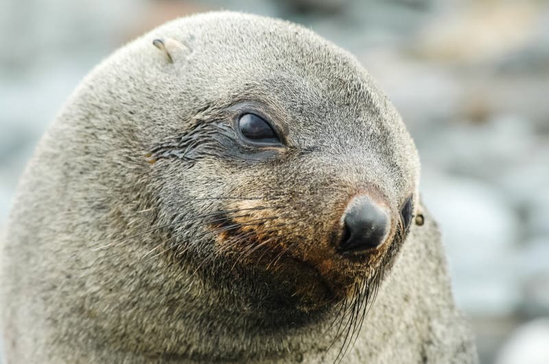 Rookeries Stock-Fotos - Laden Sie 169 Royalty-Free Fotos herunter