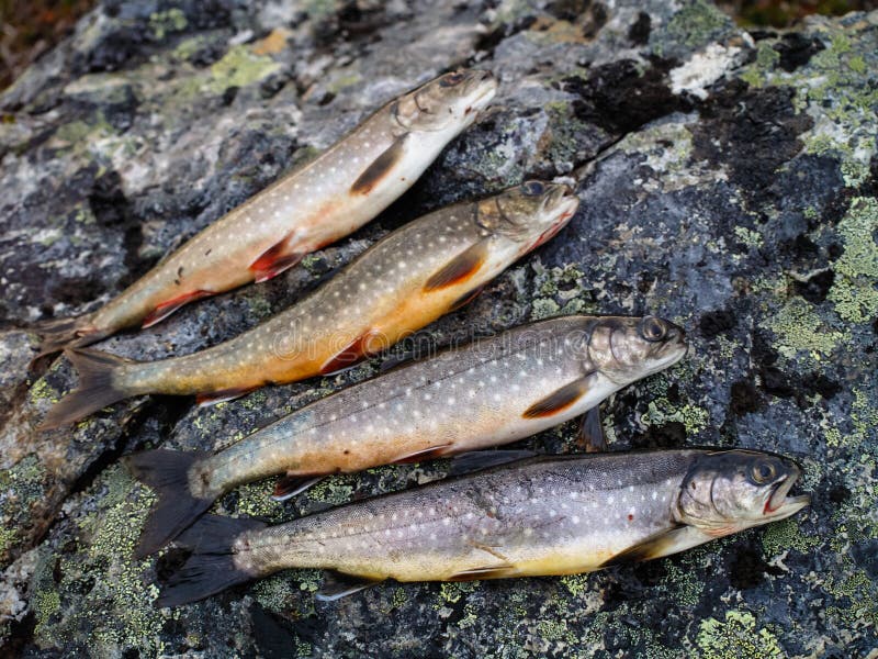 Seesaibling stockfoto. Bild von fische, frisch, norwegen - 42885026