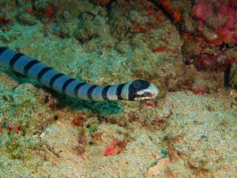 Seeschlange, Philippinen stockbild. Bild von reptil, meer - 12956997