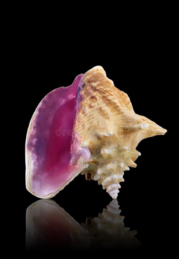 Seeshell stockbild. Bild von einzeln, dekoration, spiegel - 4763653