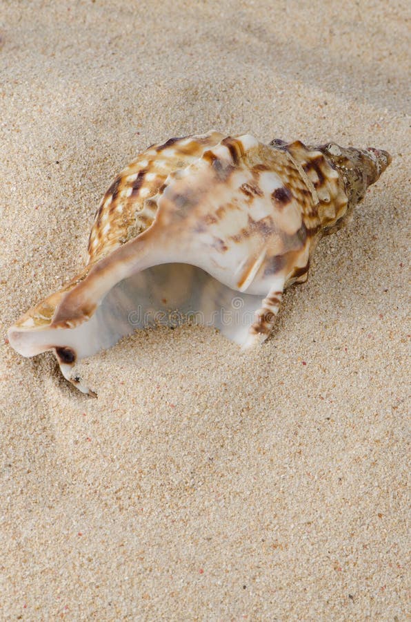 Seeshell auf dem Ufer stockbild. Bild von küstenlinie - 25412549