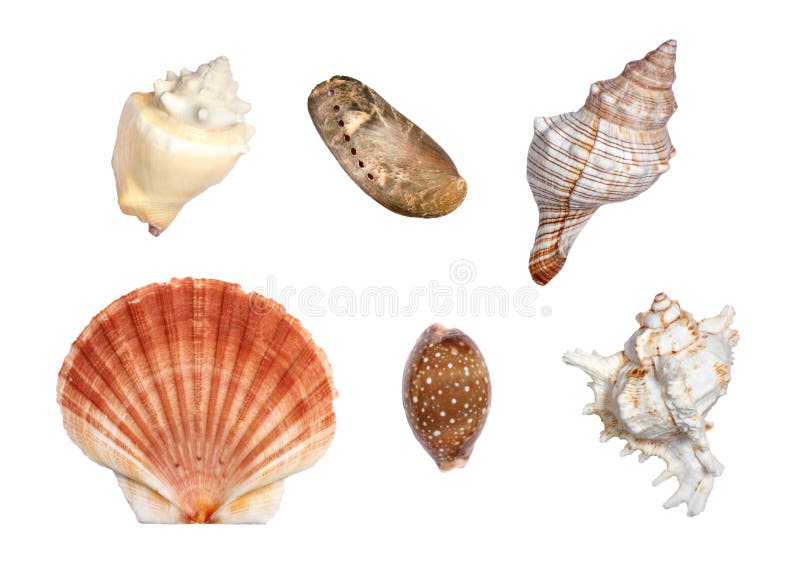Seeshells stockbild. Bild von hintergrund, ansammlung - 7628695