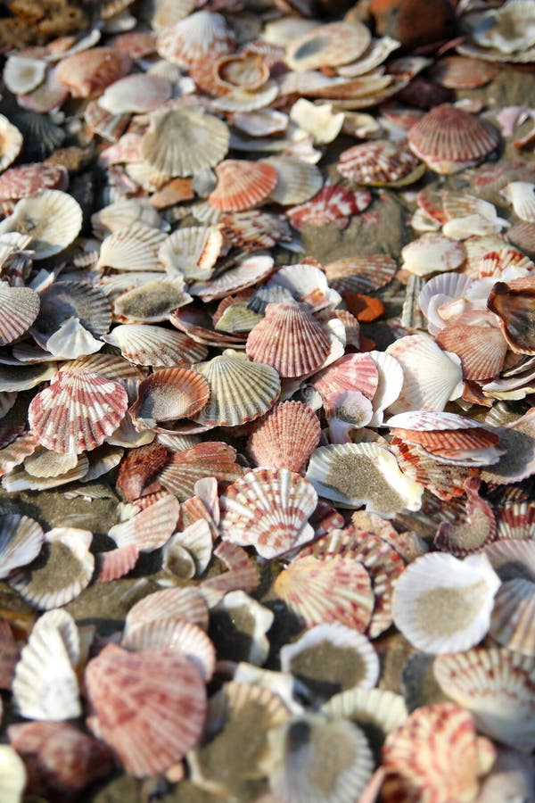 Seeshells auf Strand stockfoto. Bild von marine, ansammlung - 17470484