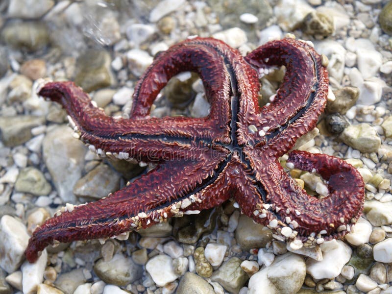 Seestern stockfoto. Bild von stern, küste, tier, geschöpf - 11940208