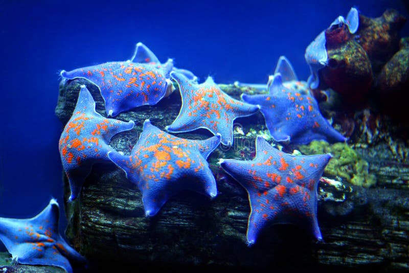 Seestern stockfoto. Bild von echinoderms, starfish, blau - 1641778