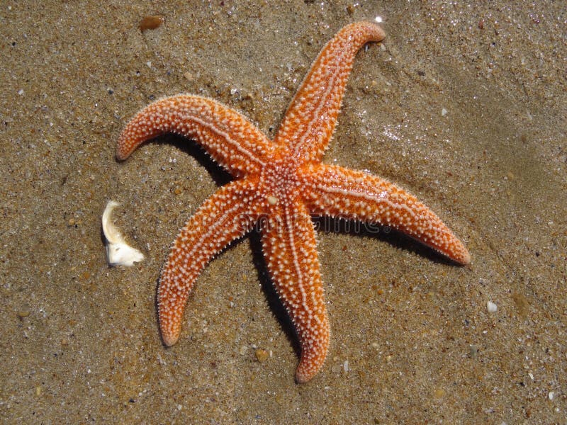 Seestern auf Strand stockfoto. Bild von wasser, starfish - 16305828
