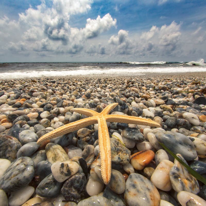 Seestern Auf Dem Strand Archivbilder - Abgabe des Download-190 geben ...