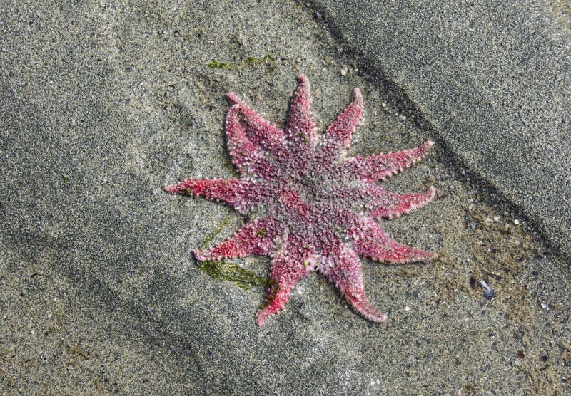 Versteinerter Seestern stockfoto. Bild von versteinert - 23519396