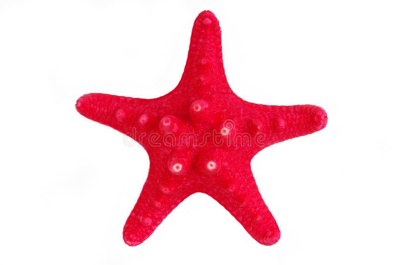 Seestern getrennt auf Weiß stockbild. Bild von riff, holperig - 29558351