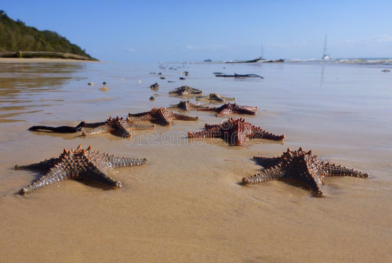 Seesterne auf dem Strand stockbild. Bild von insel, queens - 27048955