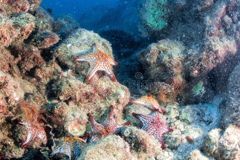 Seesterne in Einer Riffbunten Unterwasserlandschaft Stockfoto - Bild ...