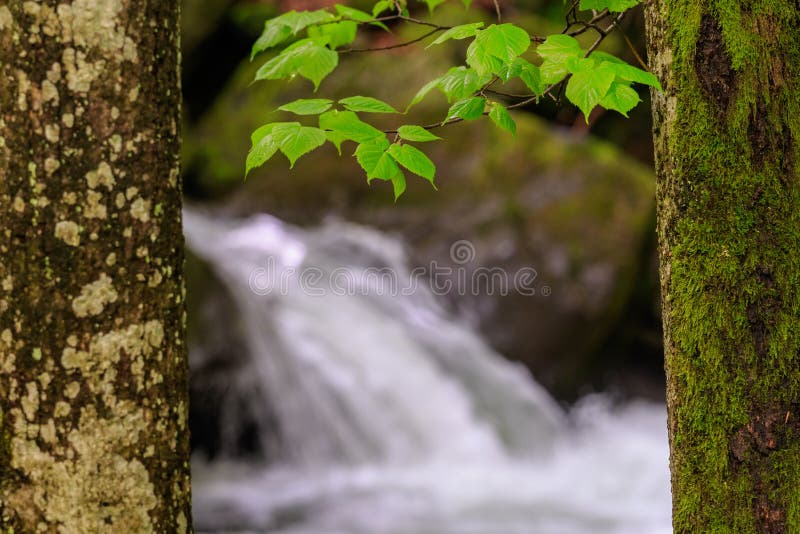 The Seething Water of a Mountain River Stock Photo - Image of ...