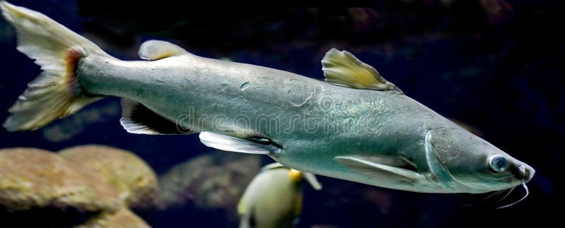 Seewels 1 stockbild. Bild von ansicht, flosse, porträt - 14630699