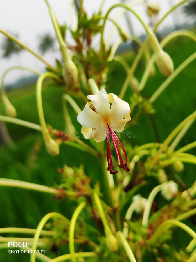 Sefali flower stock photo. Image of beautiful, white - 163888462